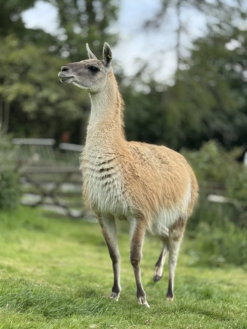 The Llama Sanctuary