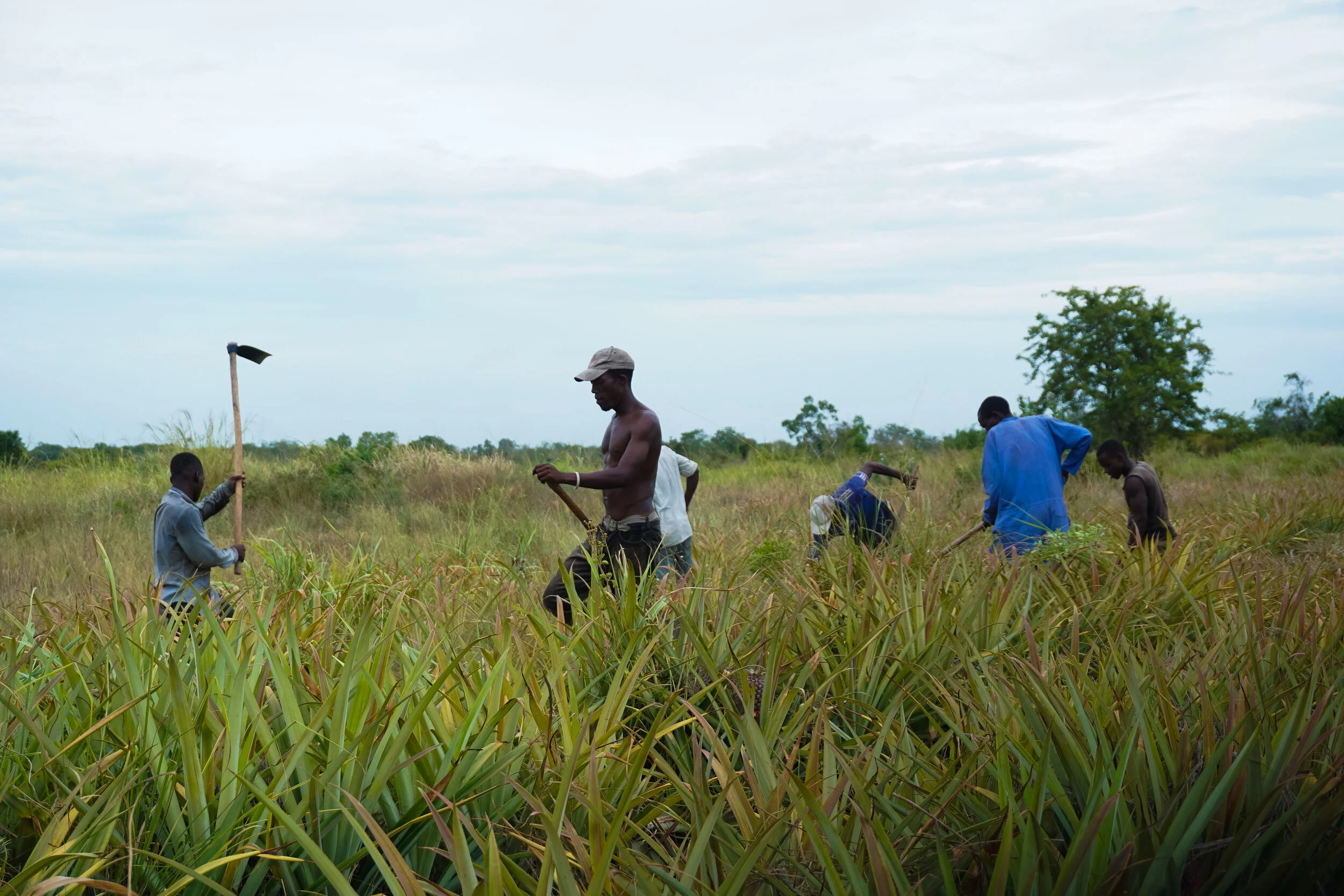 East Africa Fruits Farm — Beyond Capital Fund