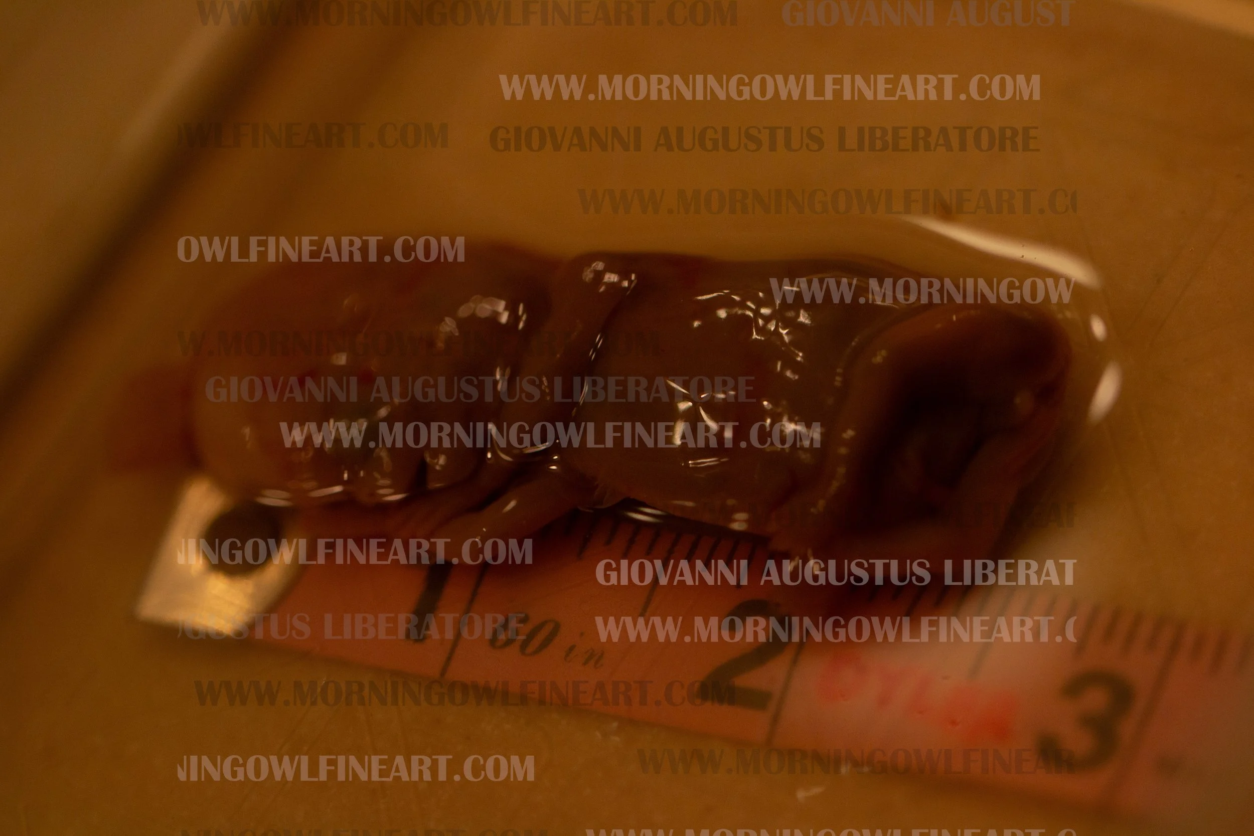Water Immersion Photography After Infant Loss: How This Gentle Practice ...