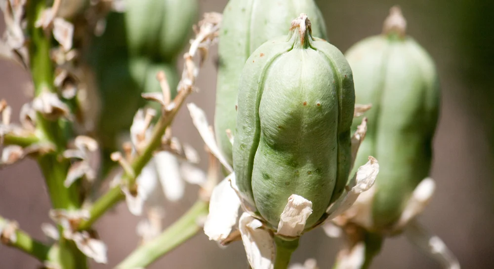 Native Plant Restoration: A Bridge to a Sustainable Future in the Trans ...