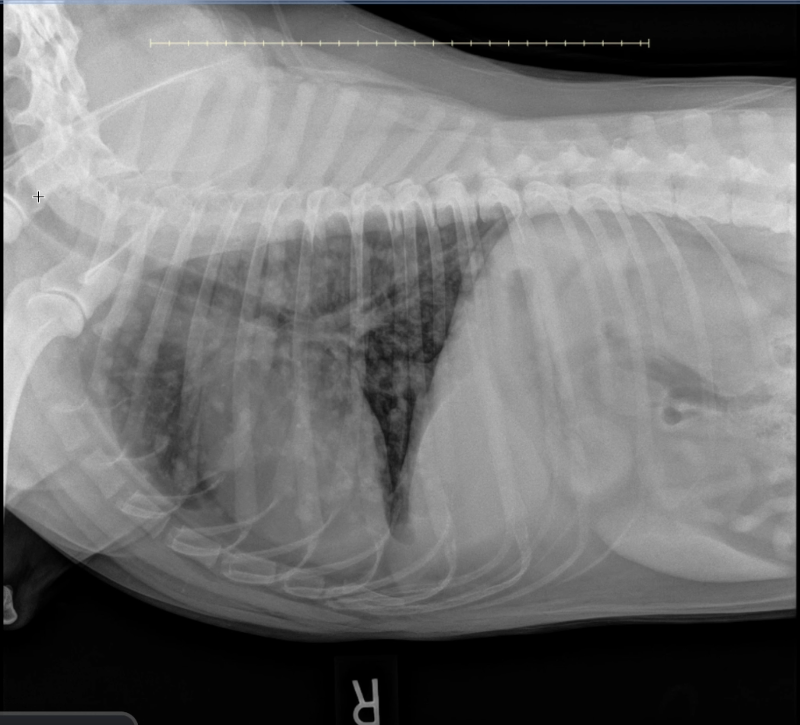 Pulmonary Metastatic Disease in Dogs: How Thoracic Radiographs Aid ...