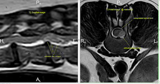 The Expert's Guide to IVDD in Dogs — Sage Veterinary Imaging | Human ...