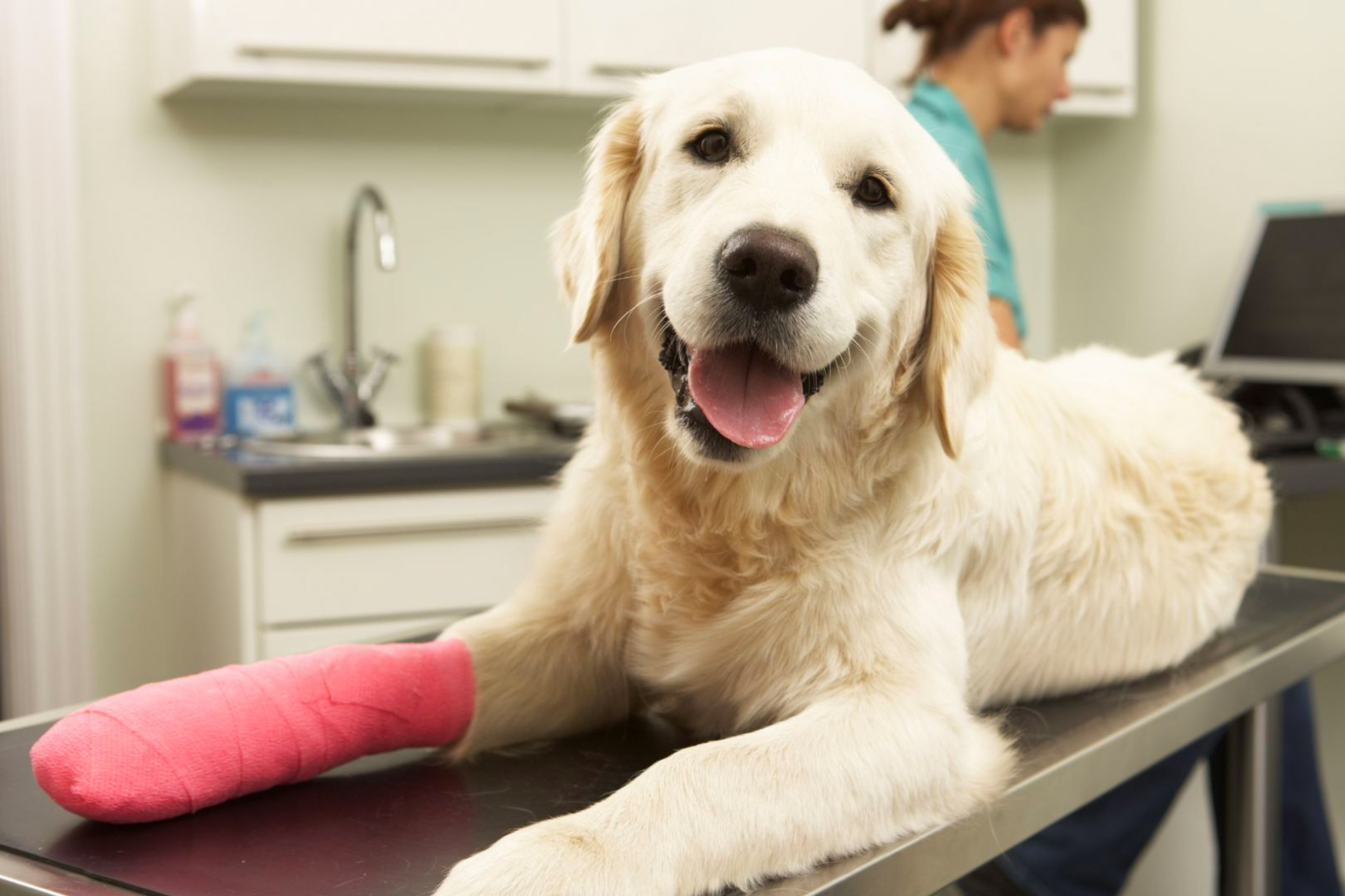 The Pet Parent’s Guide to Sedation and Anesthesia — Sage Veterinary Imaging