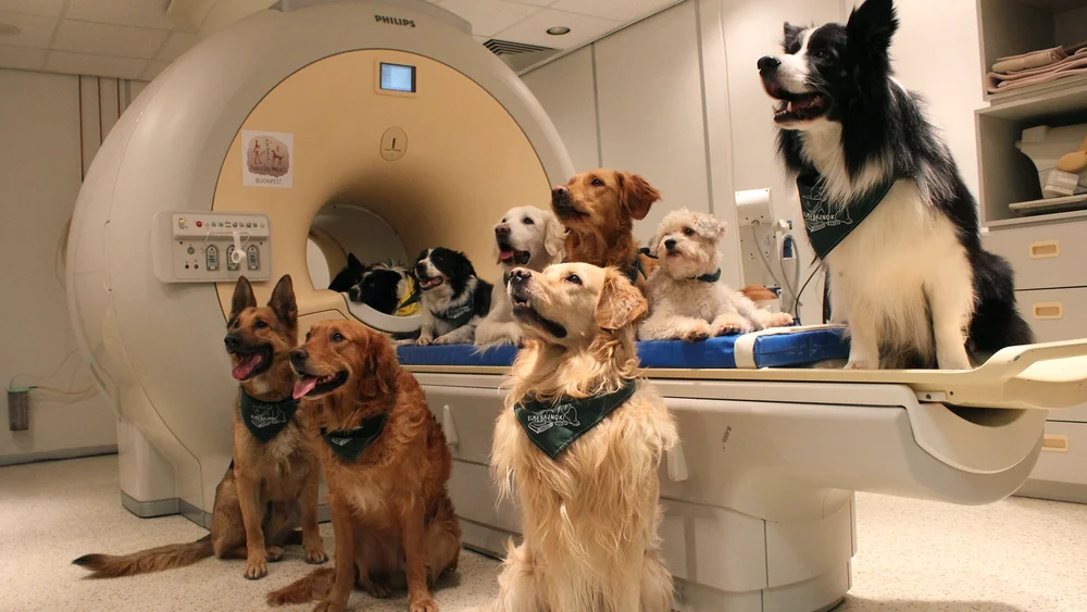 Sage Veterinary Imaging | Human-quality imaging for pets