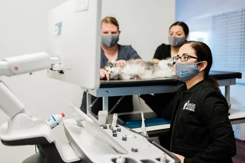 Services Overview — Sage Veterinary Imaging