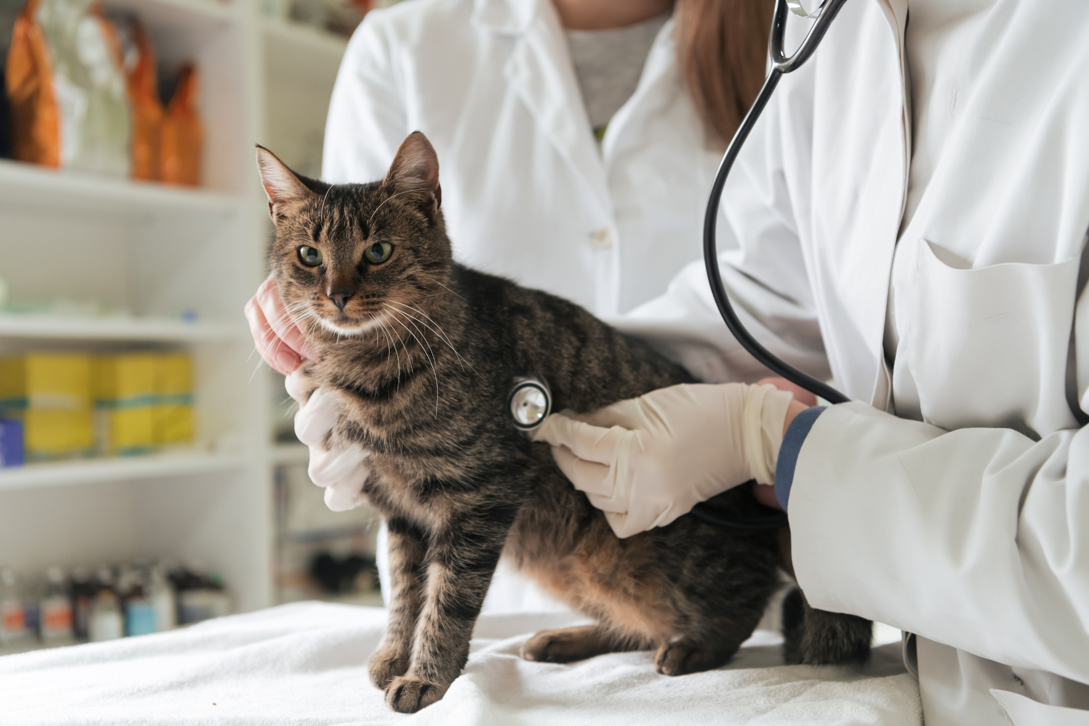 Late-Stage Hyperthyroidism in Cats: What Every Cat Owner Needs to Know ...
