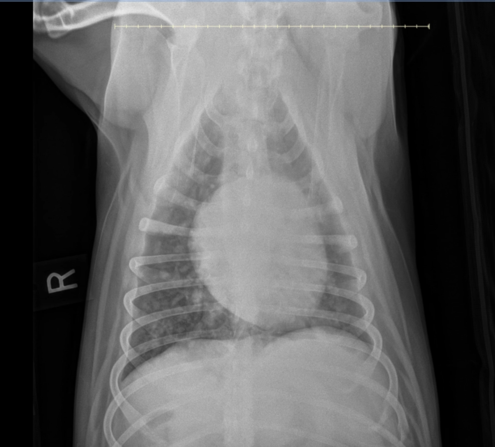 Pulmonary Metastatic Disease in Dogs: How Thoracic Radiographs Aid ...