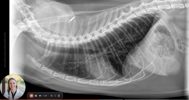 How to Spot Feline Asthma on X-Ray: Radiographic Signs in a Young Cat ...