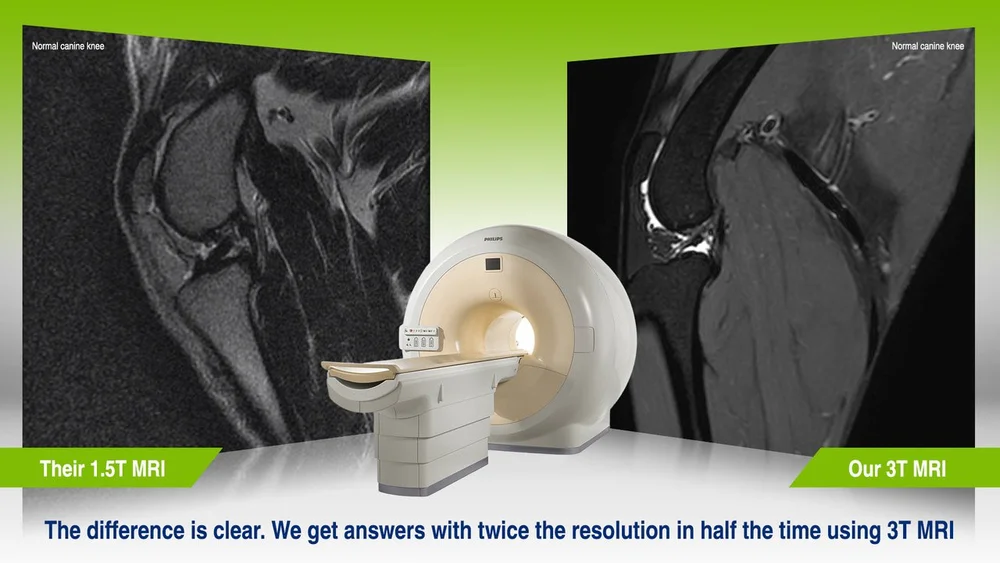 MRI for dogs and cats — Sage Veterinary Imaging | Human-quality imaging ...