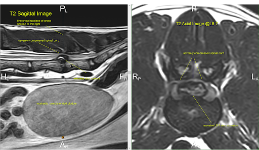 The Expert's Guide to IVDD in Dogs — Sage Veterinary Imaging | Human ...