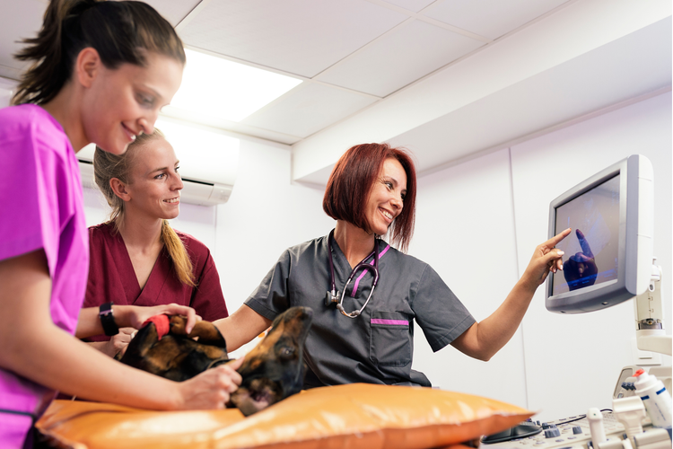 A Day in the Life of a Veterinary Radiologist — Sage Veterinary Imaging
