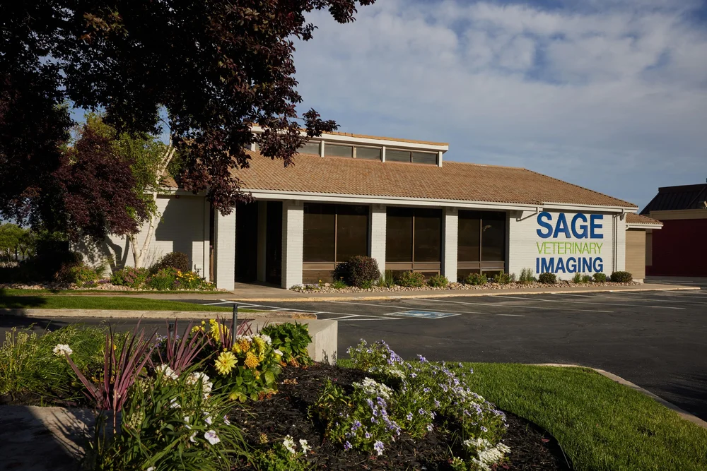 Neurological Disorders in French Bulldogs — Sage Veterinary Imaging ...