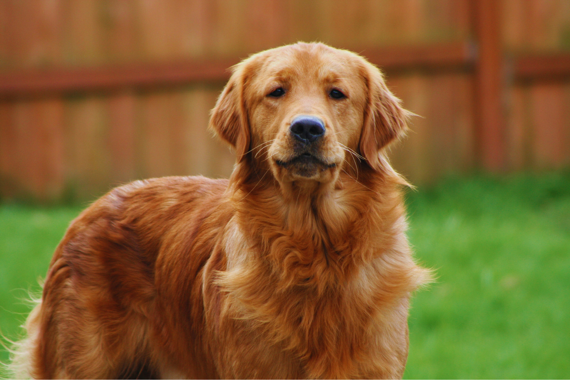 The Cancer Crisis in Golden Retrievers No One is Talking About — Sage ...