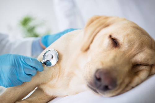 Dog MRI Costs in 2026: What Pet Owners Should Expect & How to Prepare ...