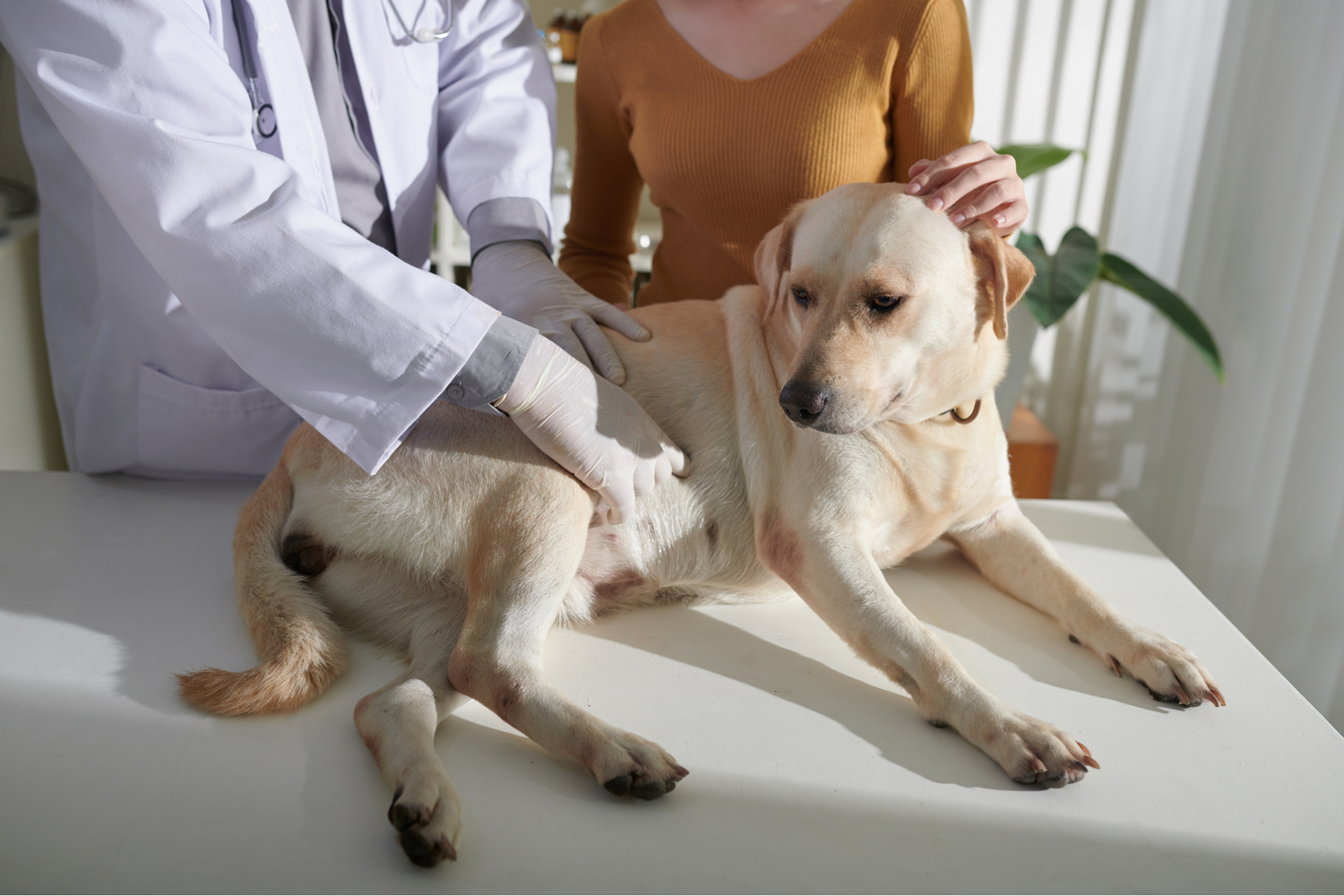 Epilepsy in Dogs: What Causes Seizures and How to Manage Them — Sage ...