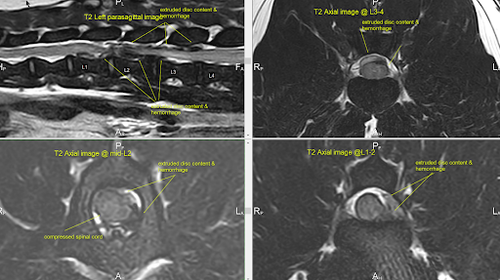 The Expert's Guide to IVDD in Dogs — Sage Veterinary Imaging | Human ...
