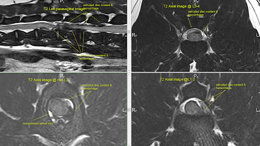 The Expert's Guide to IVDD in Dogs — Sage Veterinary Imaging | Human ...