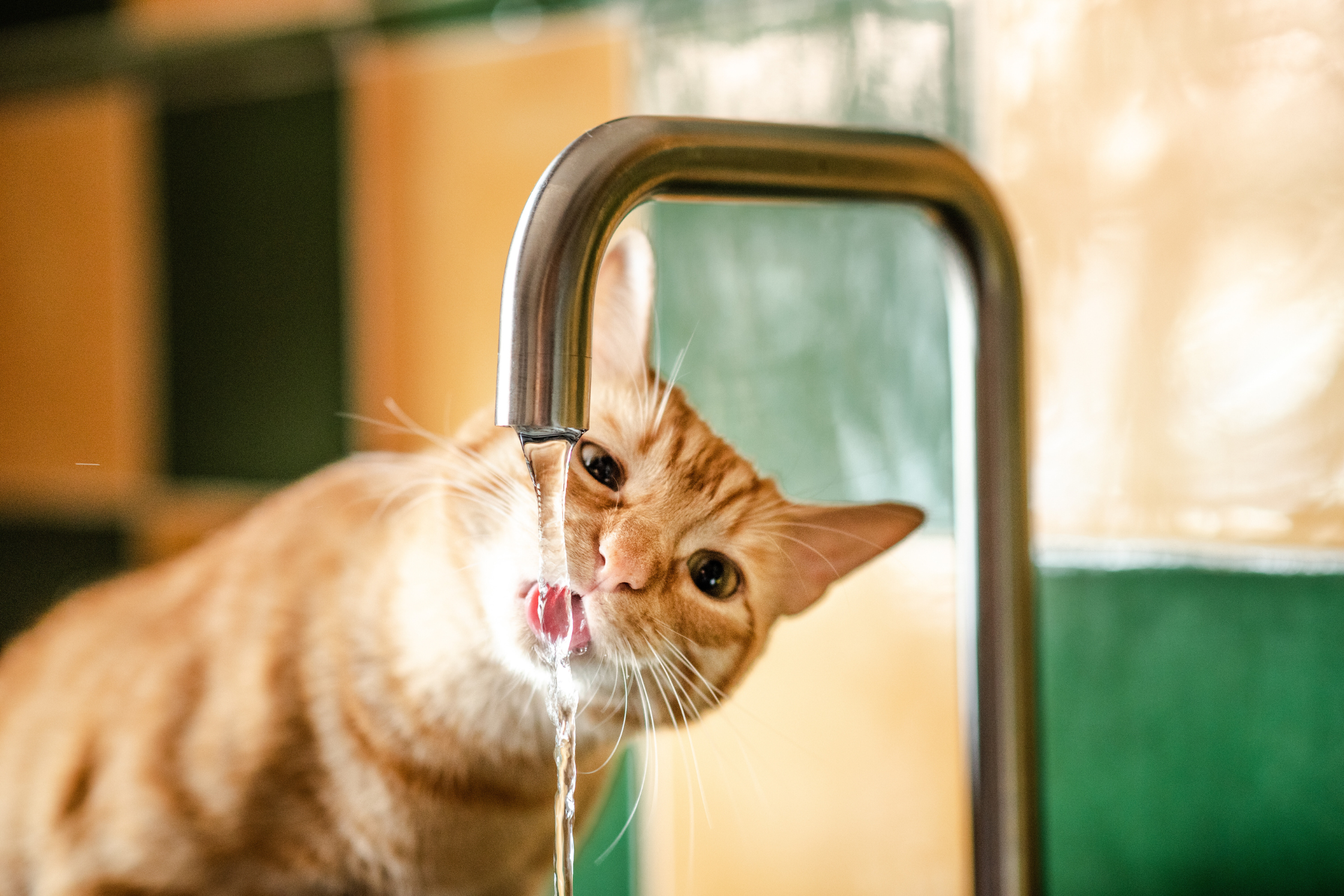 Late-Stage Hyperthyroidism in Cats: What Every Cat Owner Needs to Know ...