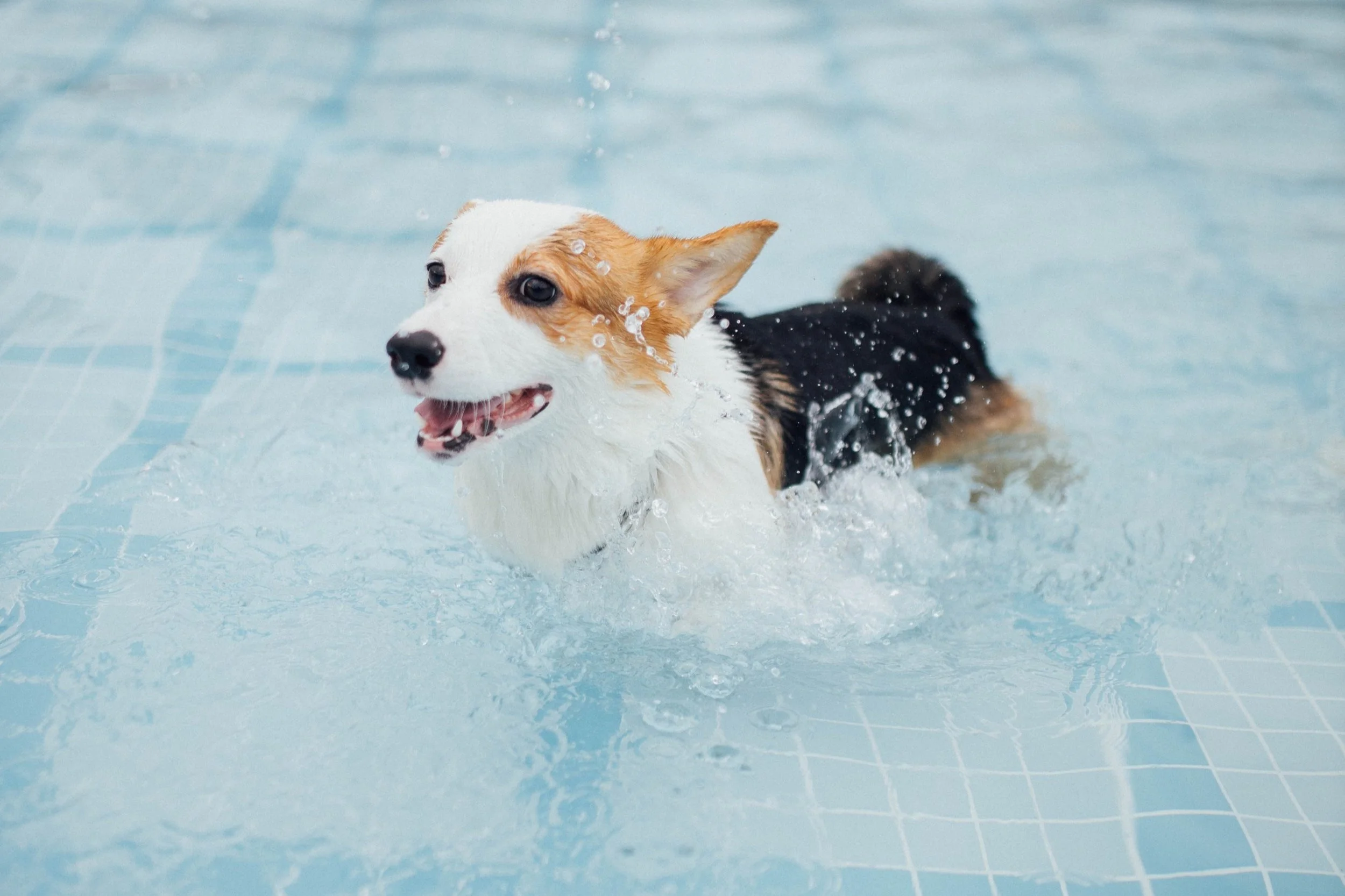 What is Physical Therapy for Dogs? — Sage Veterinary Imaging | Human ...