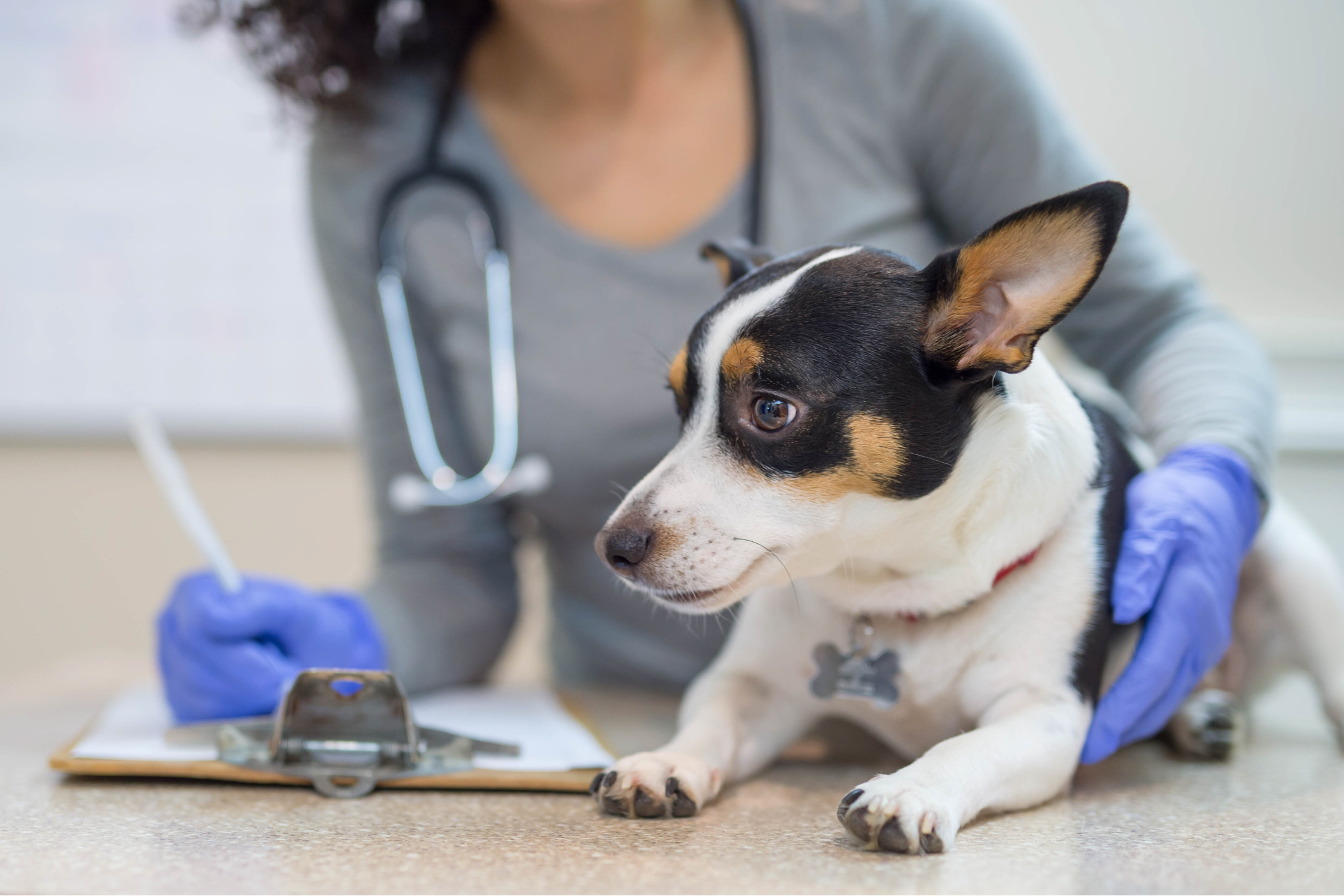 Uncovering Hidden Joint Pain with Veterinary MRI — Sage Veterinary Imaging
