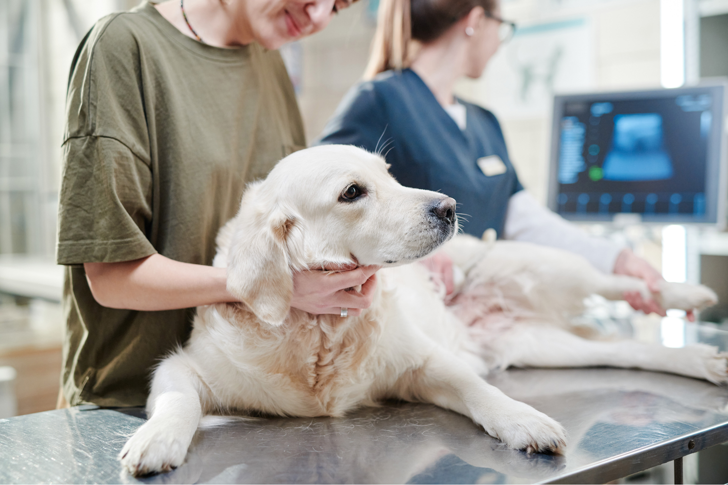 Where to Get an Ultrasound for Your Pet — Sage Veterinary Imaging