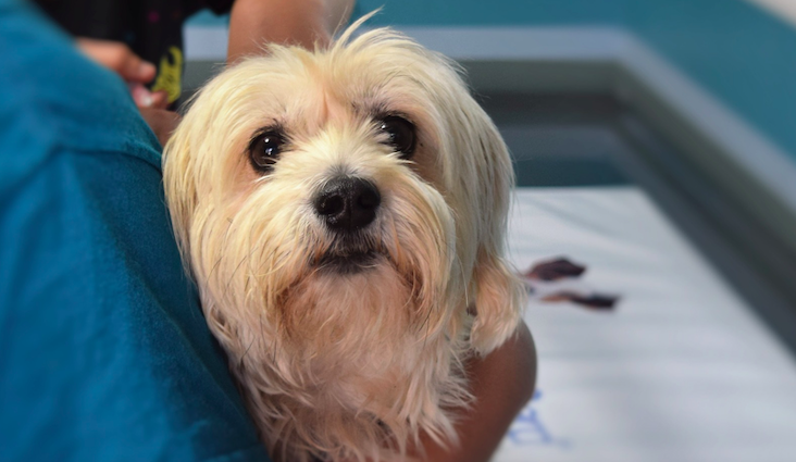 Q&A With a Vet: Magnetic Resonance Imaging (MRI Scans) — Sage ...