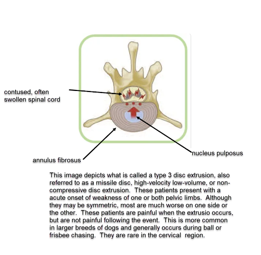 The Expert's Guide to IVDD in Dogs — Sage Veterinary Imaging | Human ...