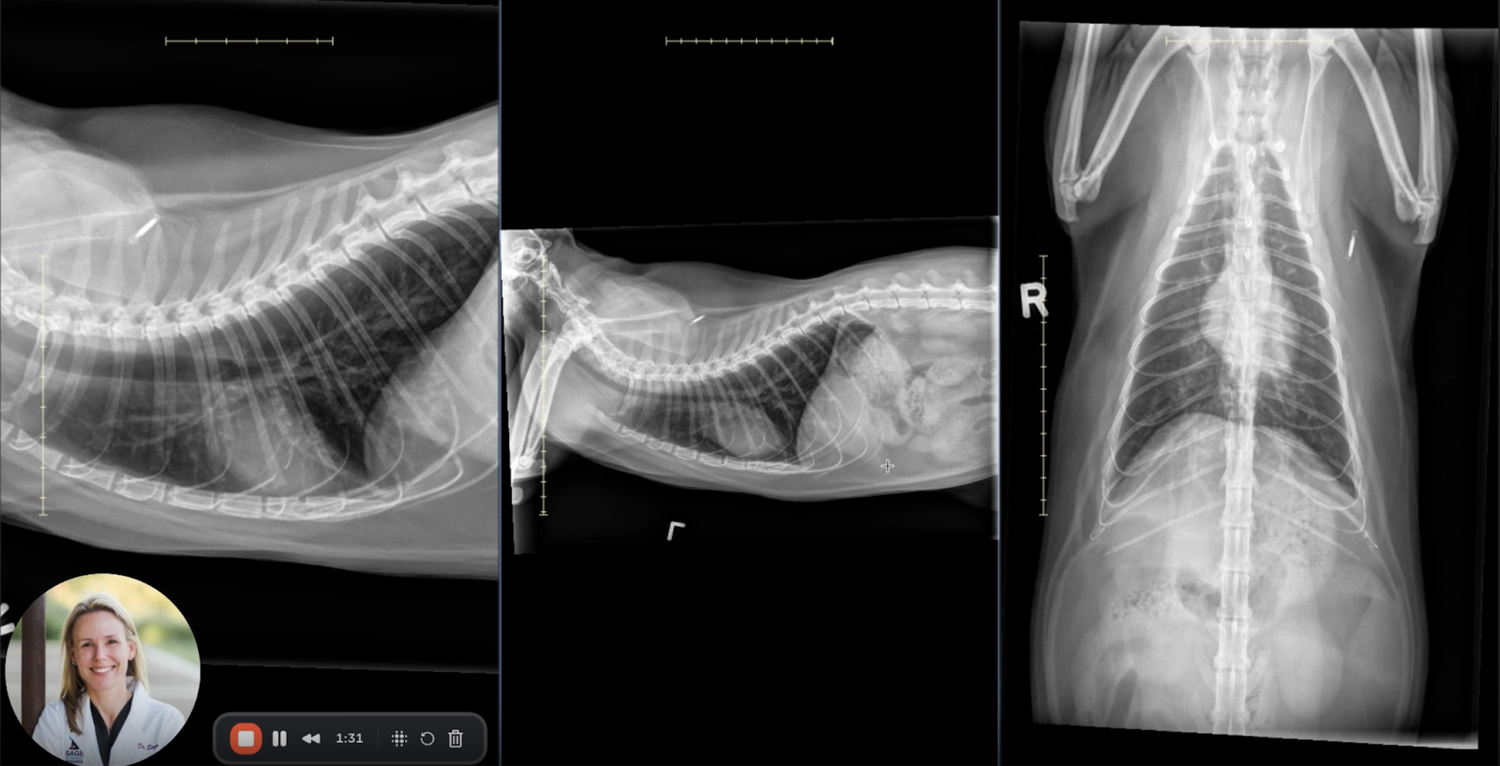 How to Spot Feline Asthma on X-Ray: Radiographic Signs in a Young Cat ...