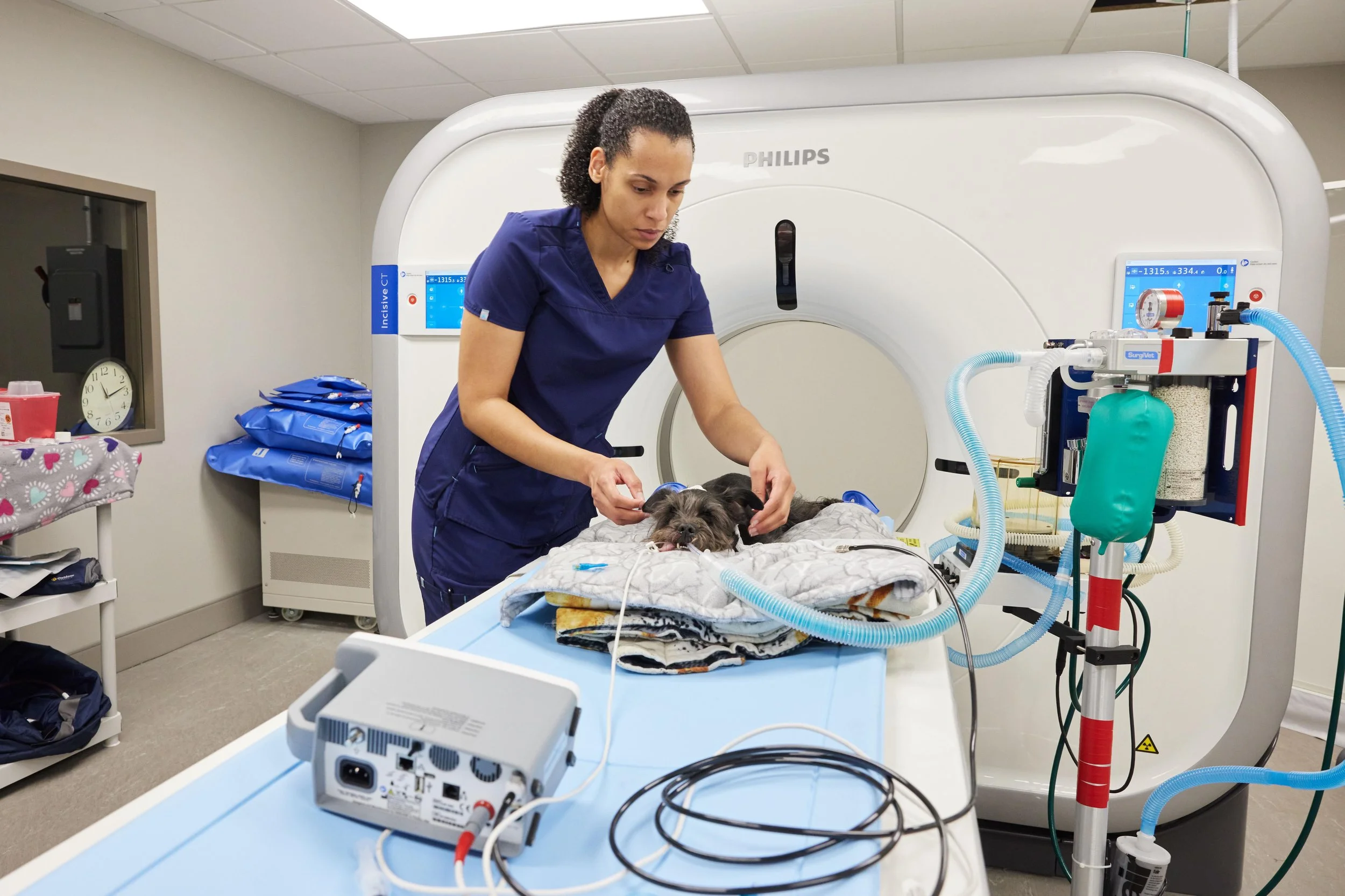 Veterinary CT Scans: Q&A a DVM — Sage Veterinary Imaging | Human ...