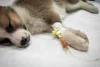 Razor Burn in Dogs: Everything You Need to Know — Sage Veterinary ...