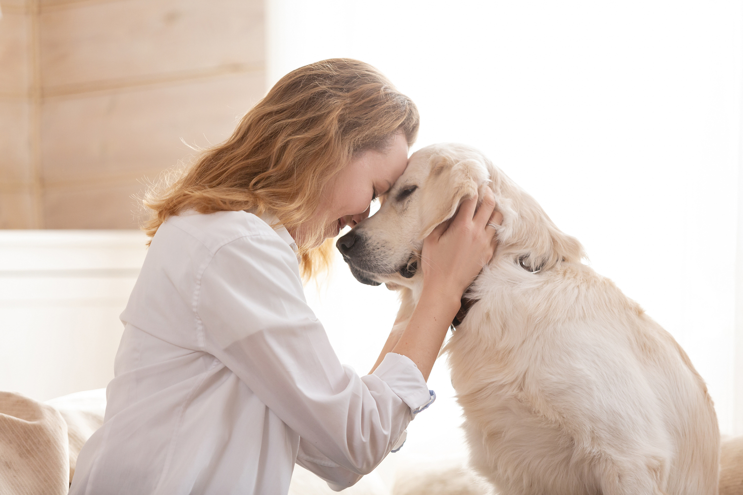The Cancer Crisis in Golden Retrievers No One is Talking About — Sage ...
