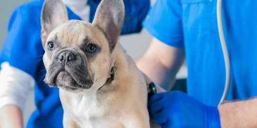Exploring Meningitis in Dogs — Sage Veterinary Imaging