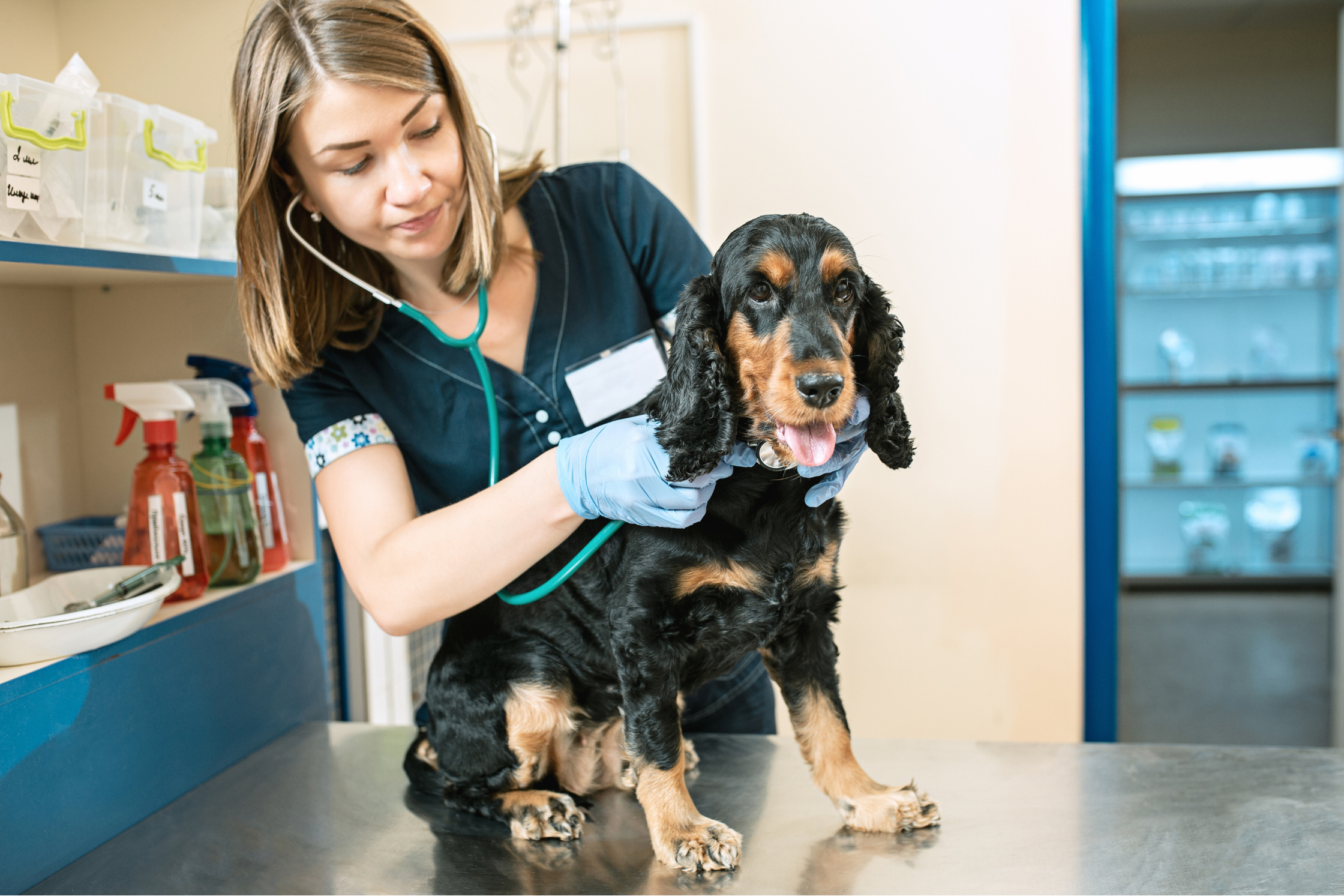 Looking for a Low-Cost MRI for Pets? — Sage Veterinary Imaging
