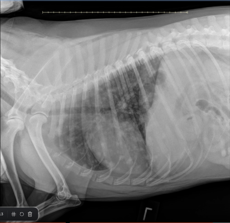 Pulmonary Metastatic Disease in Dogs: How Thoracic Radiographs Aid ...