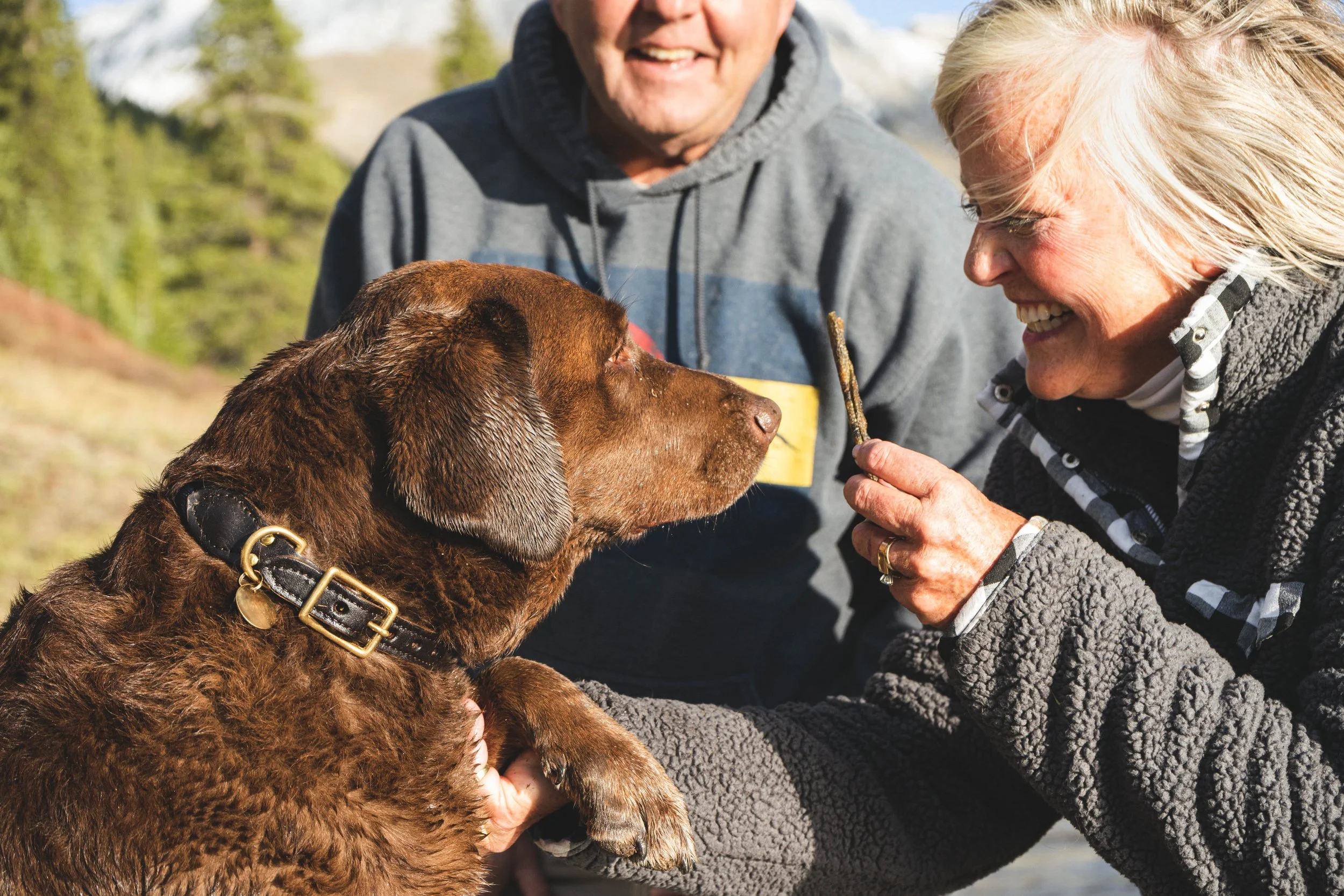 Exploring Meningitis in Dogs — Sage Veterinary Imaging