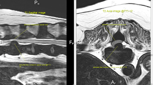 The Expert's Guide to IVDD in Dogs — Sage Veterinary Imaging | Human ...
