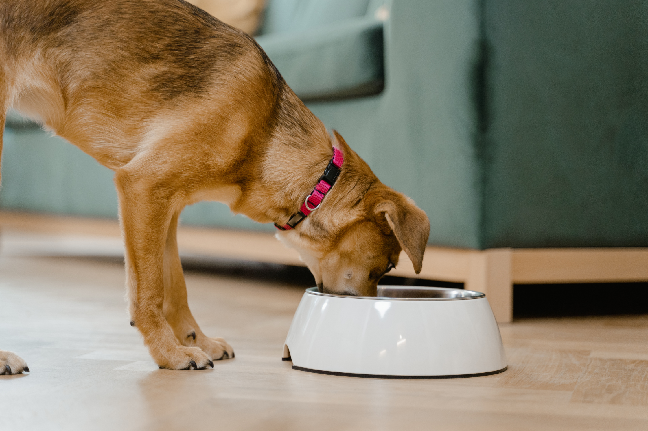 Epilepsy in Dogs: What Causes Seizures and How to Manage Them — Sage ...