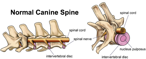 The Expert's Guide to IVDD in Dogs — Sage Veterinary Imaging