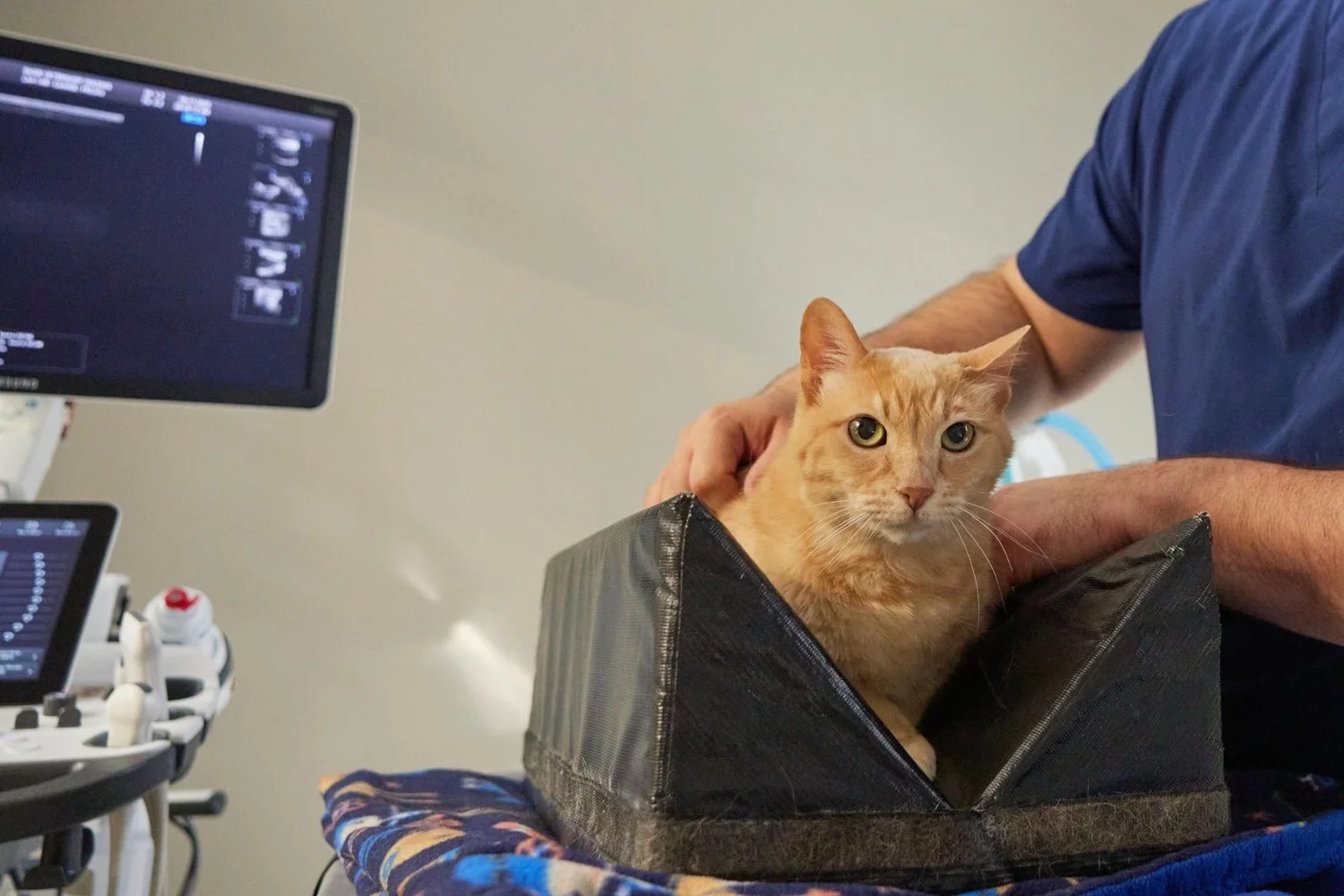 Late-Stage Hyperthyroidism in Cats: What Every Cat Owner Needs to Know ...