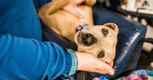 Sage Veterinary Imaging