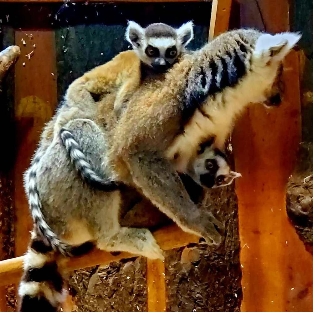 Lupa Zoo Has Something for Everyone — Stand Out Truck