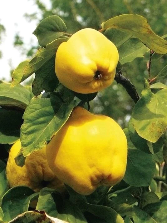 Non-Alcoholic Drinks for Everyone | Muri