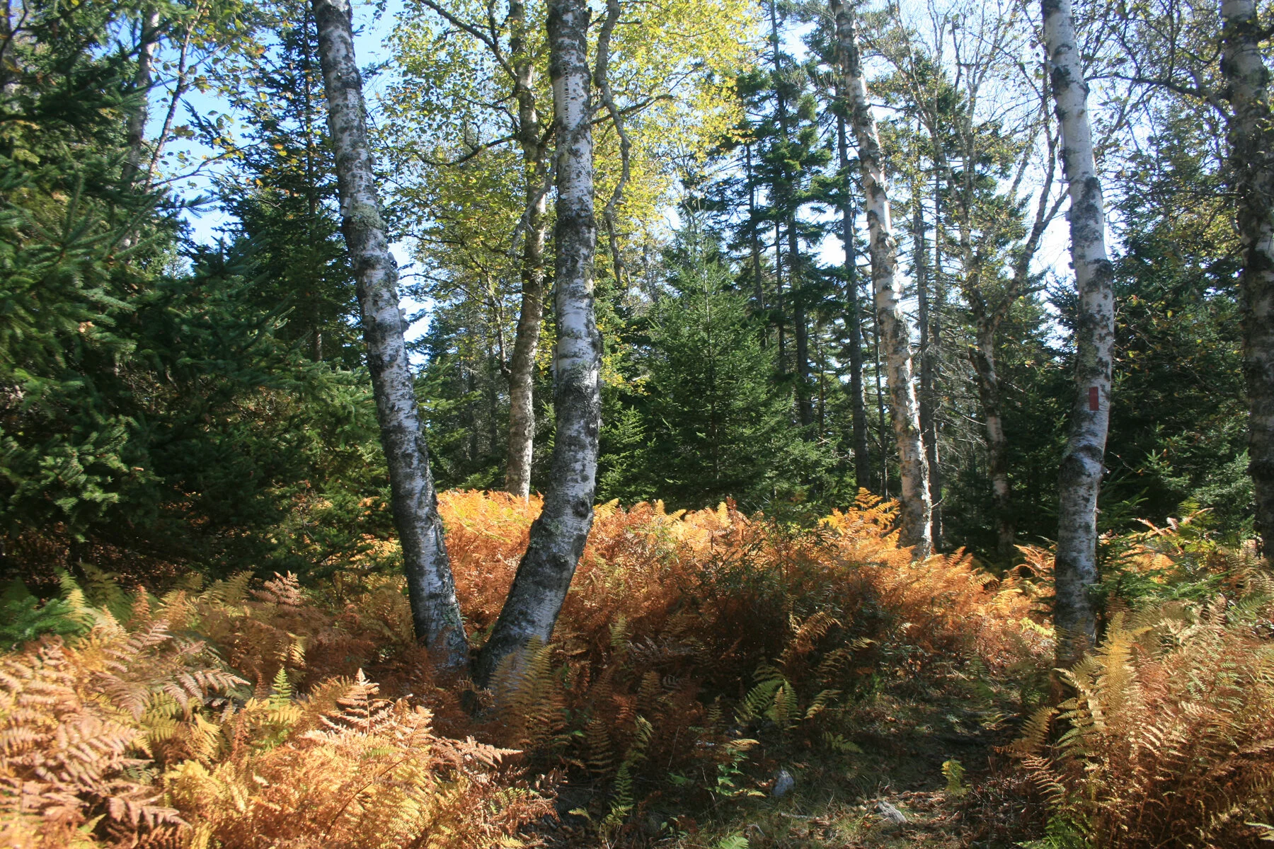 Perry Creek — Vinalhaven Land Trust