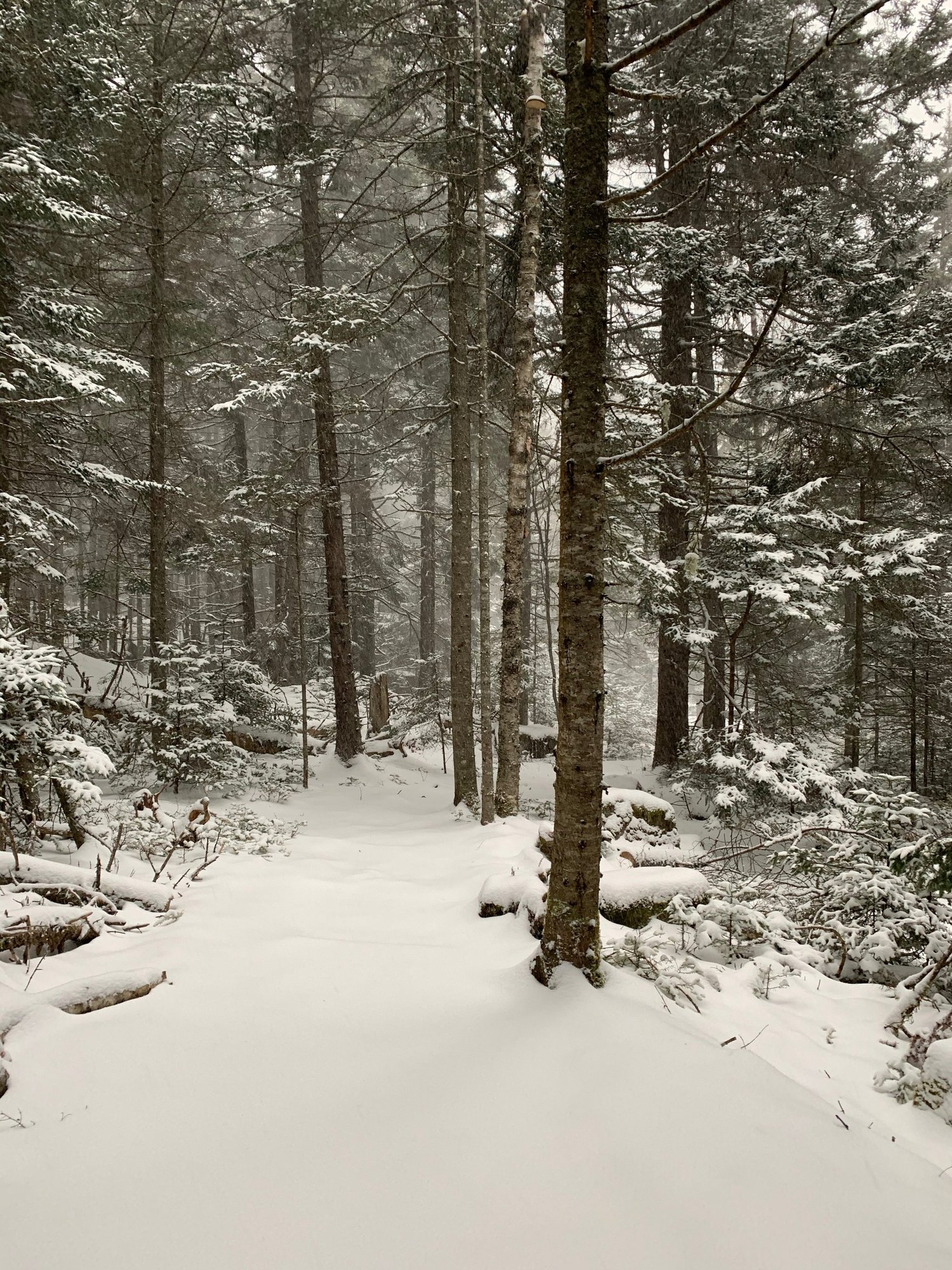 Granite Island and Story Trails — Vinalhaven Land Trust