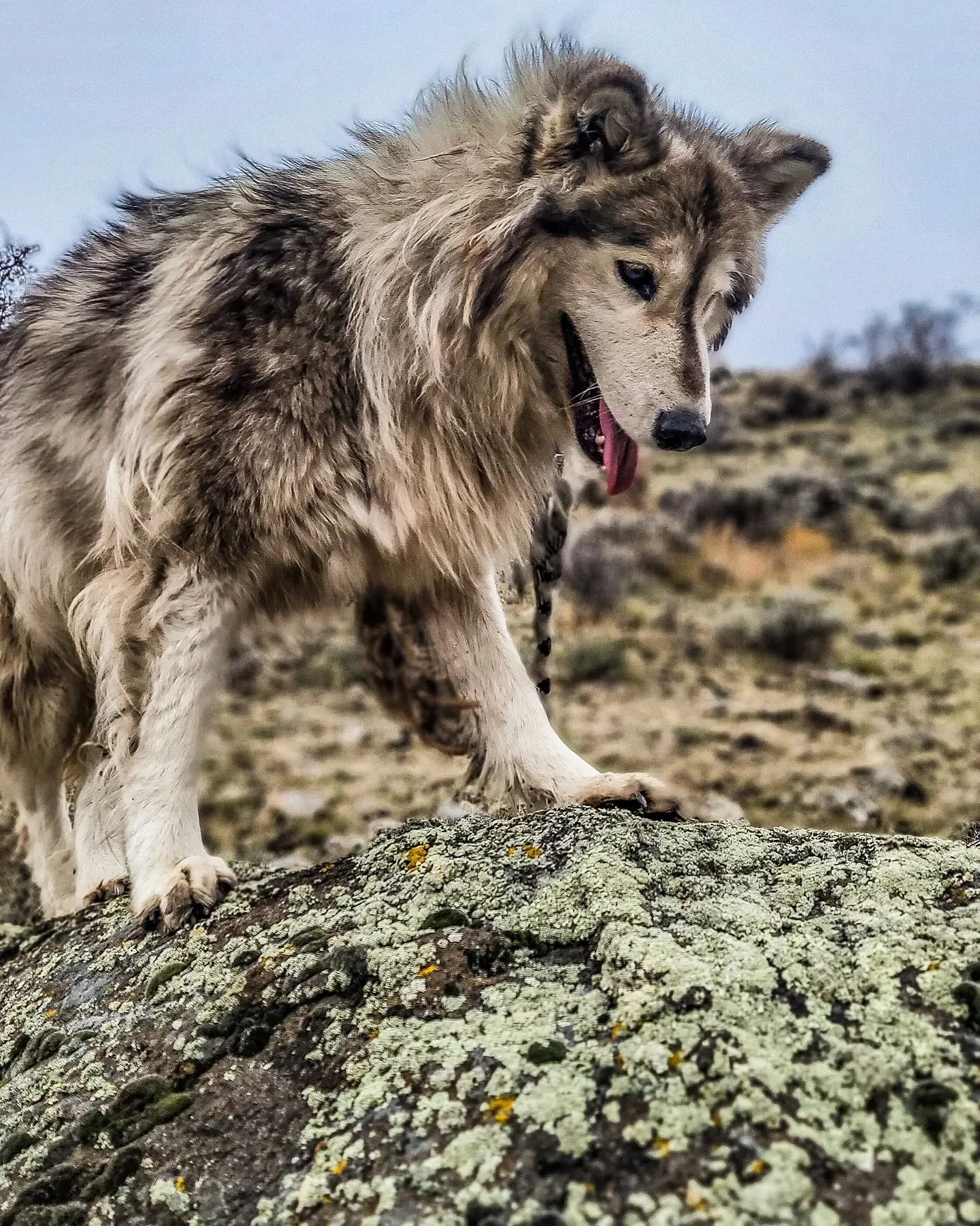 Pack Walk — Rancho Luna Lobos