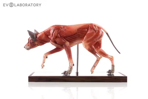 Wolf 1:5 Anatomy Medical — EVOLABORATORY