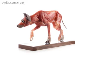 Wolf 1:5 Anatomy Medical — EVOLABORATORY