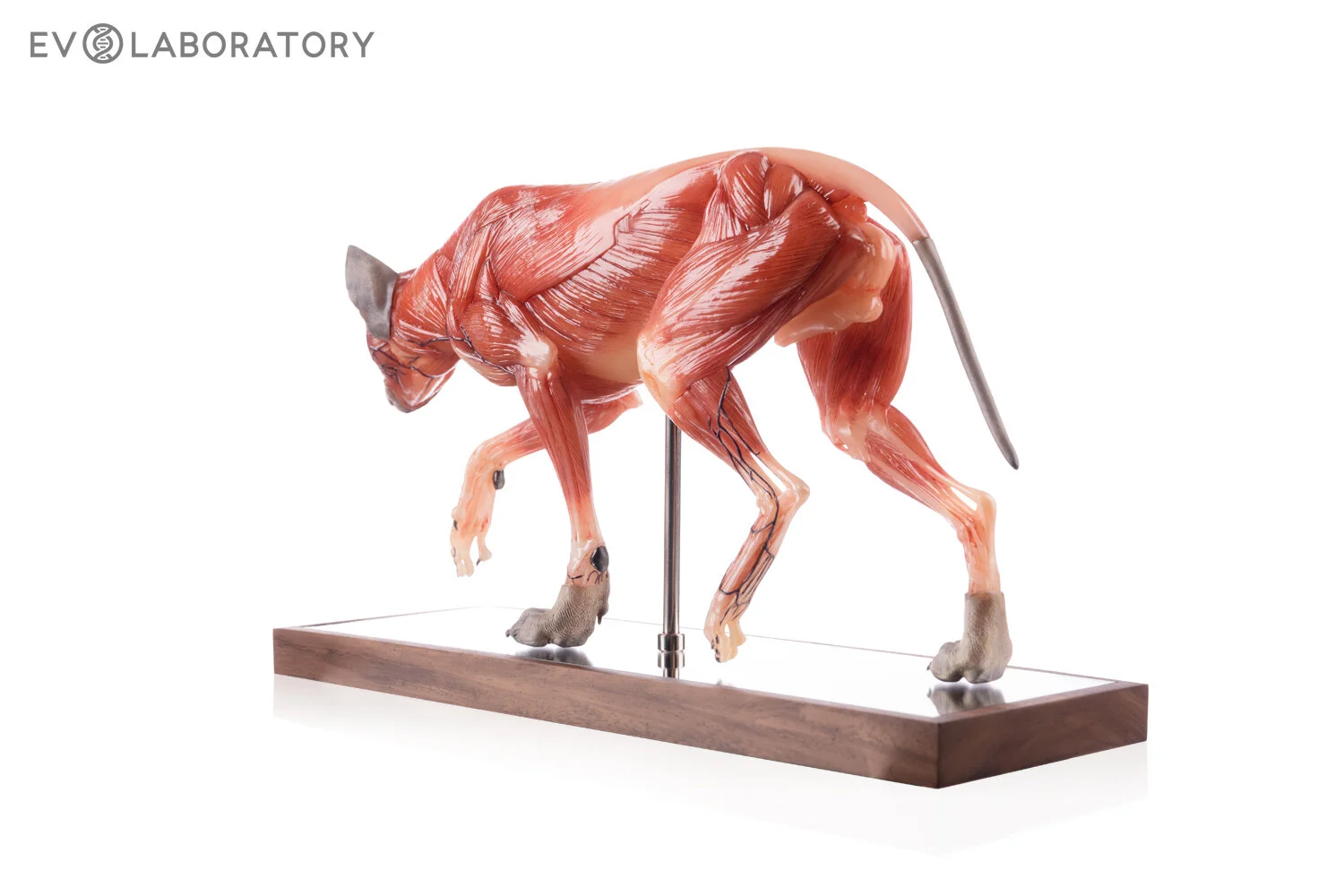 Hyper-Realistic Wolf Anatomy Sculpture 1/5 - Veterinary & Artist ...