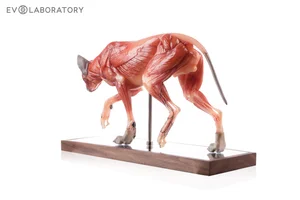 Wolf 1:5 Anatomy Medical — EVOLABORATORY