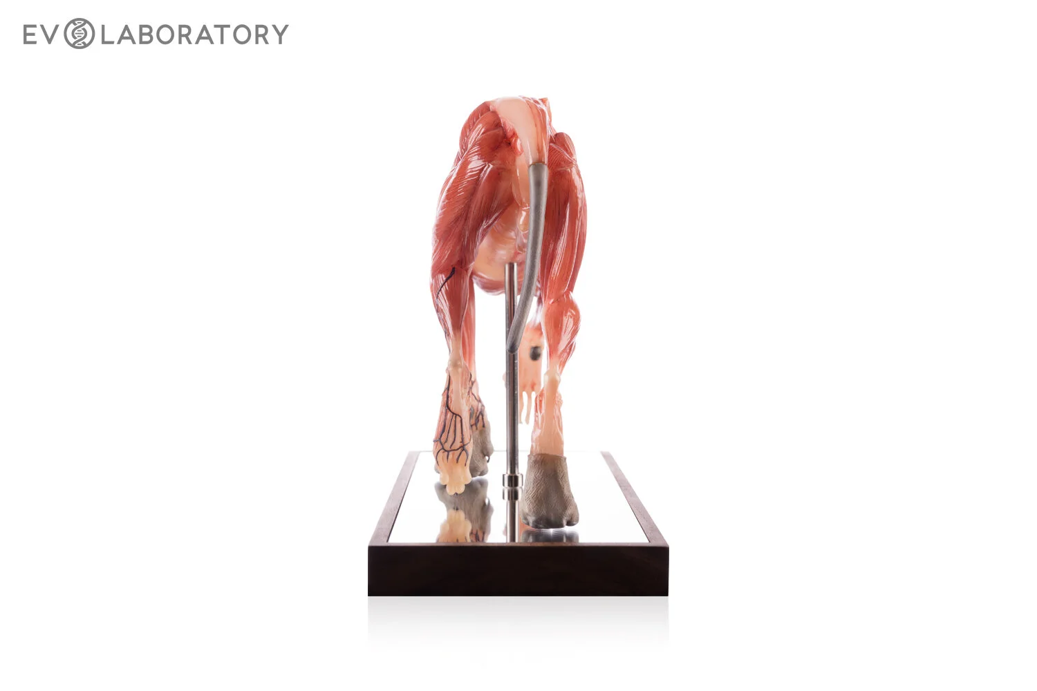 Hyper-Realistic Wolf Anatomy Sculpture 1/5 - Veterinary & Artist ...